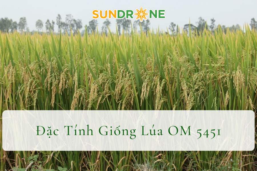 Đặc Tính Giống Lúa OM 5451