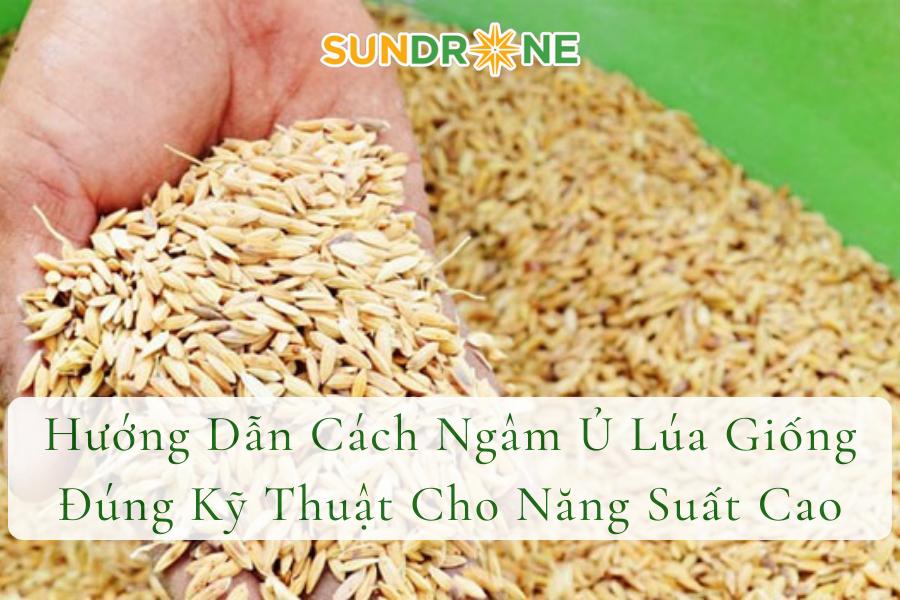 Hướng Dẫn Cách Ngâm Ủ Lúa Giống Đúng Kỹ Thuật Cho Năng Suất Cao