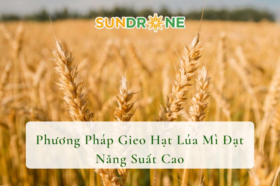 Phương Pháp Gieo Hạt Lúa Mì Đạt Năng Suất Cao