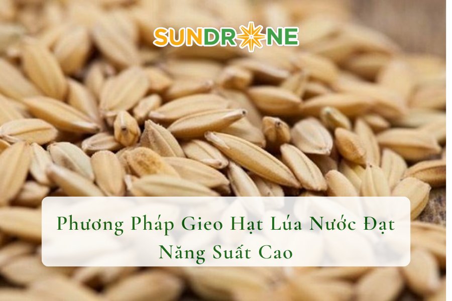 Phương Pháp Gieo Hạt Lúa Nước Đạt Năng Suất Cao