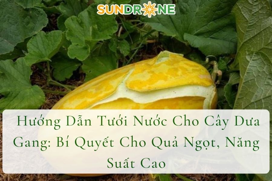 Hướng Dẫn Tưới Nước Cho Cây Dưa Gang: Bí Quyết Cho Quả Ngọt, Năng Suất Cao